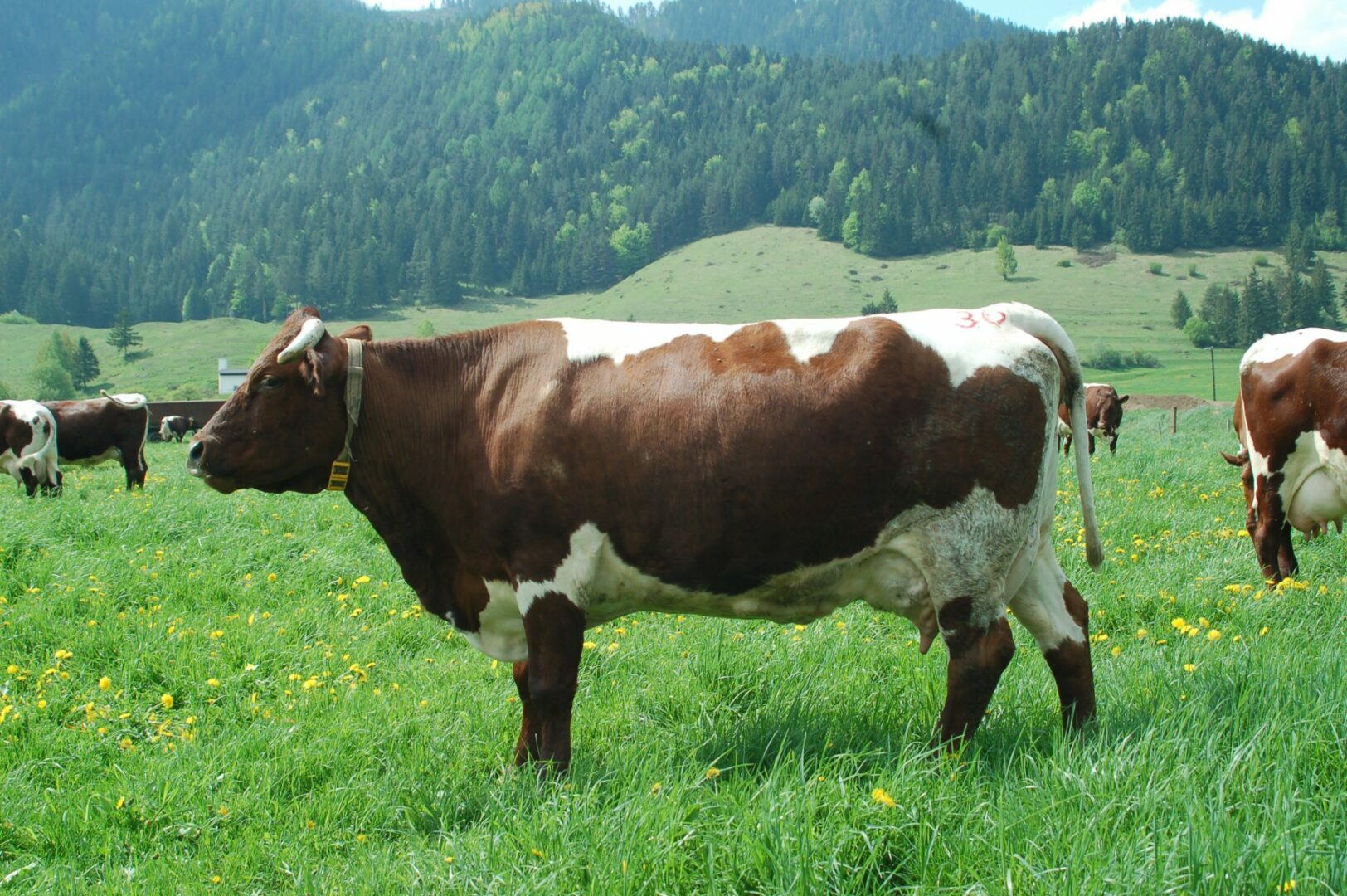 Hrozba pre malých farmárov | Roľnícke noviny – Internetový ...